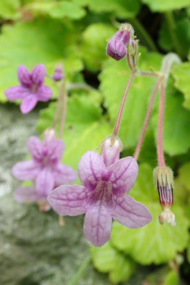 イワギリソウ（イワタバコ科） | 見ごろの植物