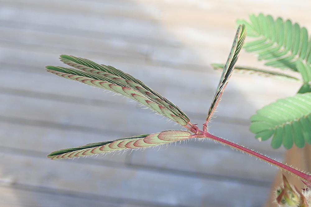 オジギソウ（マメ科） | 見ごろの植物
