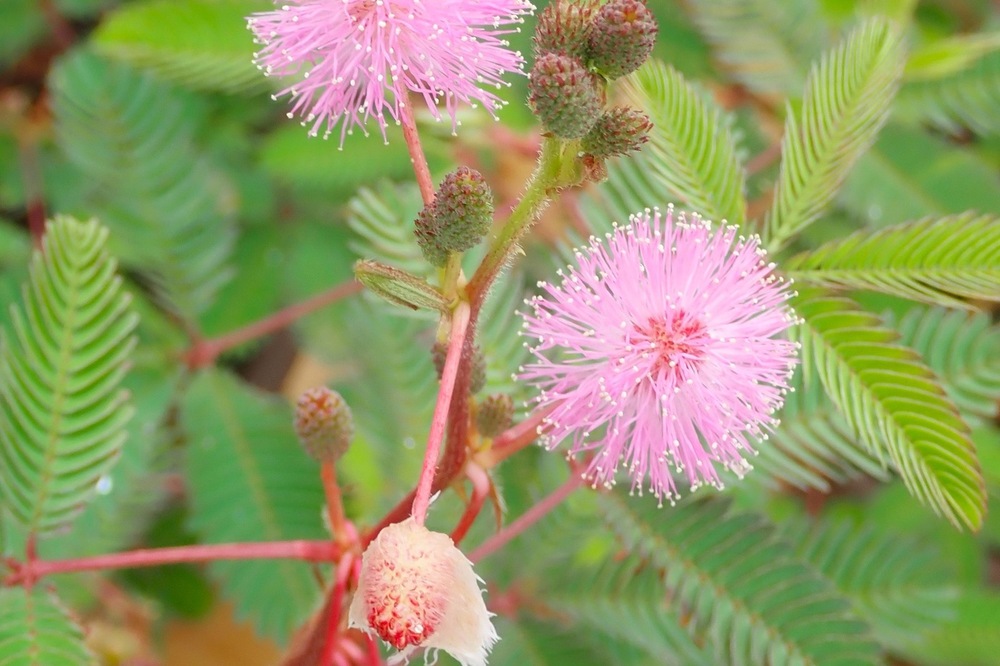 フジバカマが咲いています（10/3更新） | 見ごろの植物