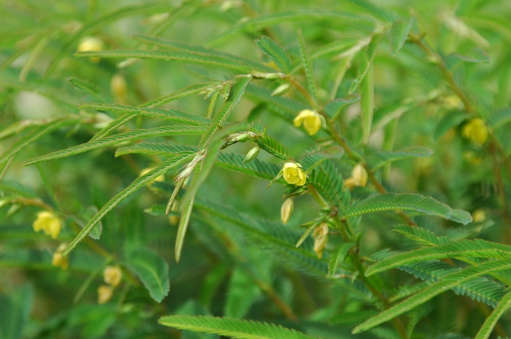カワラケツメイ（マメ科） | 見ごろの植物