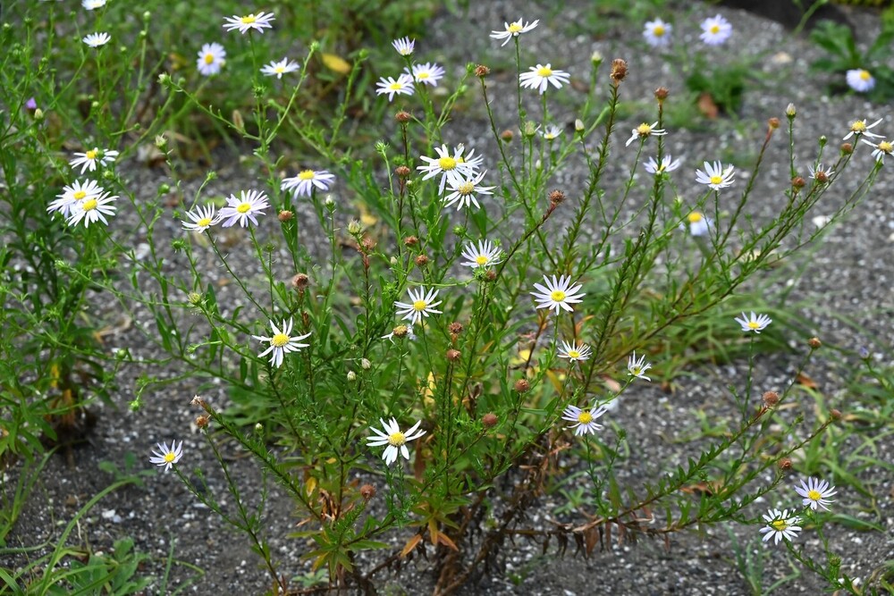 ソナレノギク（キク科） | 見ごろの植物