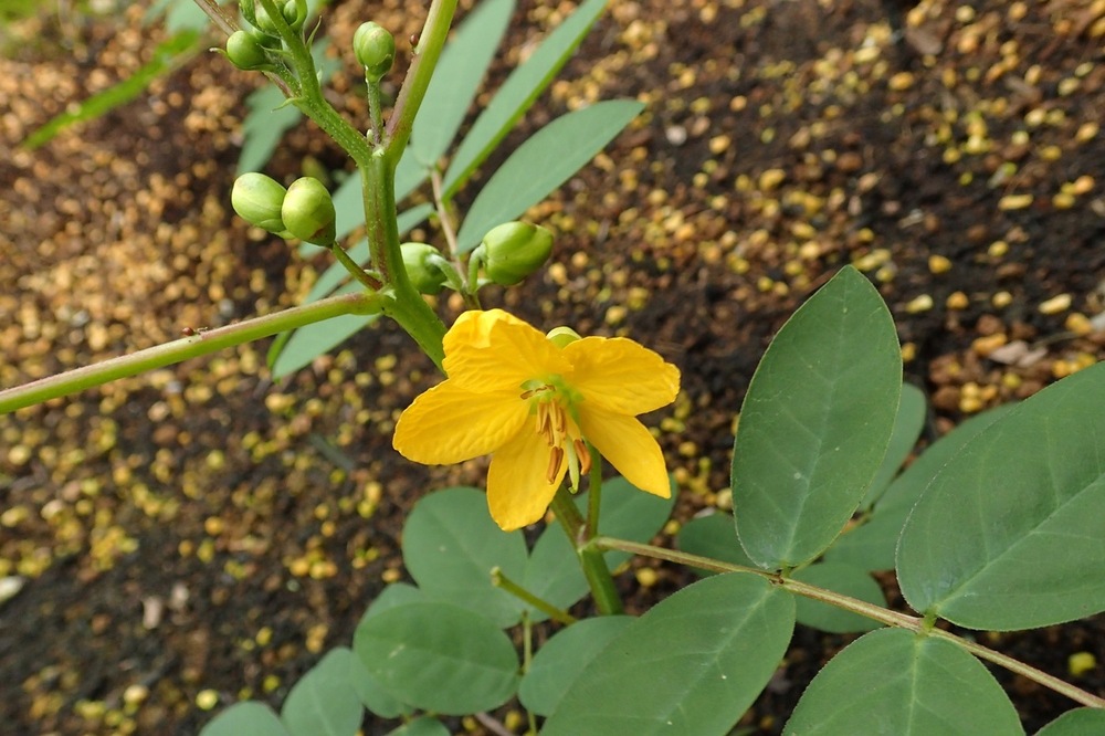 ハブソウ（マメ科） | 見ごろの植物