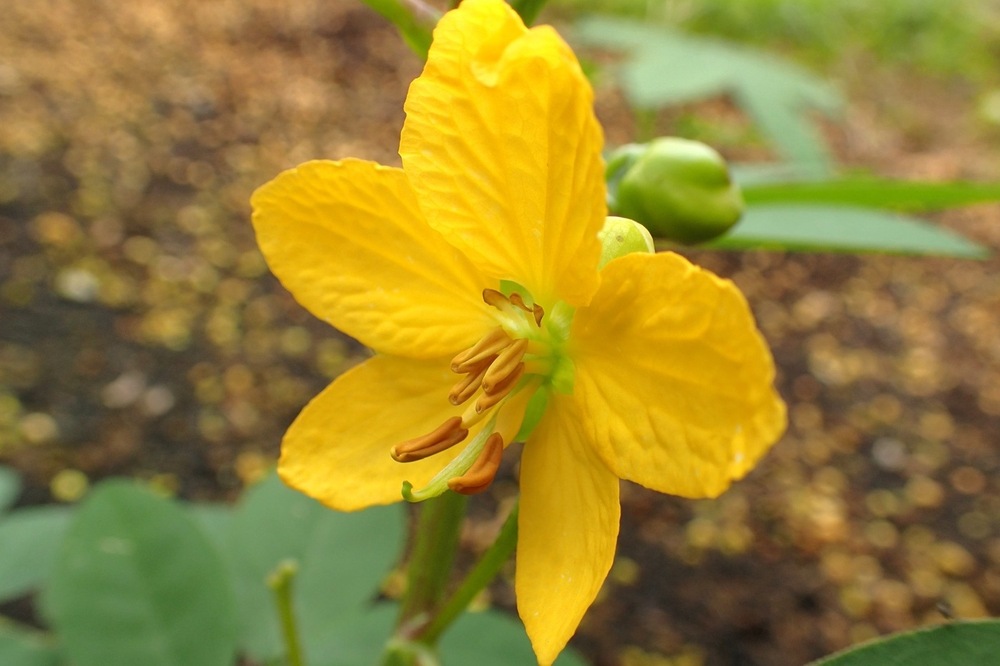 ハブソウ（マメ科） | 見ごろの植物