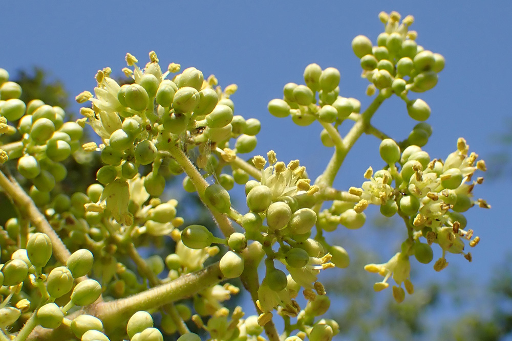 ゴシュユ（ミカン科） | 見ごろの植物