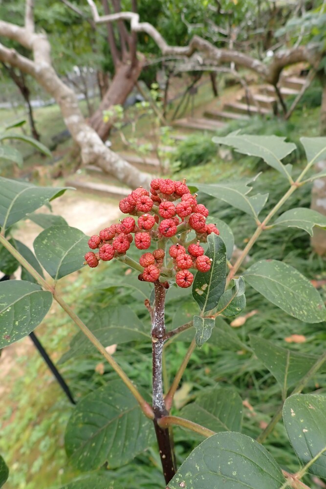 ゴシュユ（ミカン科） | 見ごろの植物