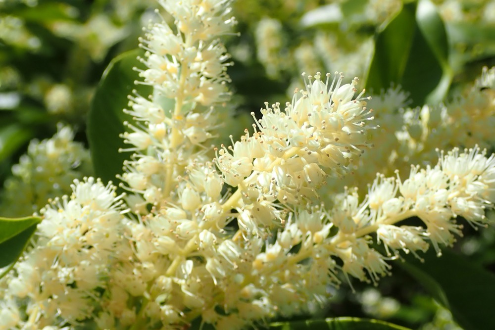 ヒイラギズイナ（ズイナ科） | 見ごろの植物