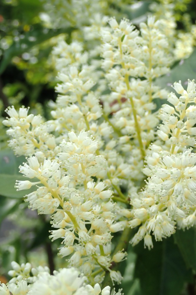 ヒイラギズイナ（ズイナ科） | 見ごろの植物