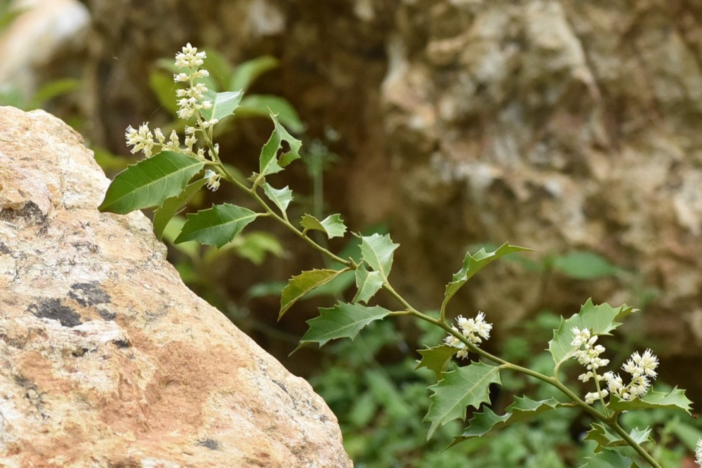 ヒイラギズイナ（ズイナ科） | 見ごろの植物