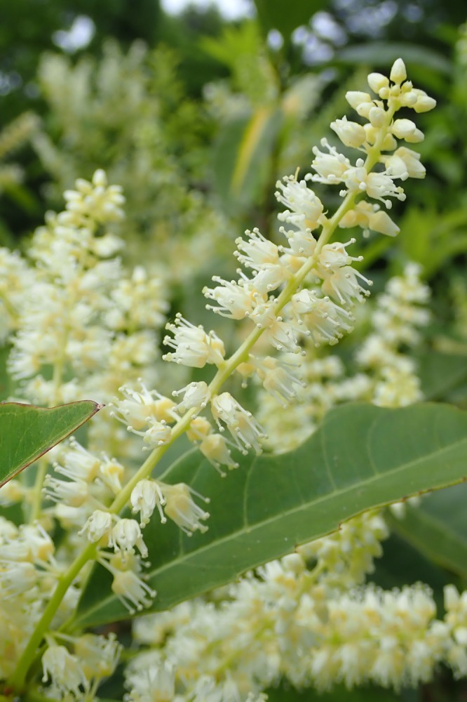 ヒイラギズイナ（ズイナ科） | 見ごろの植物
