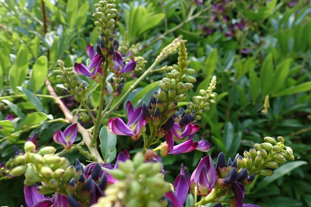 ムラサキナツフジ（マメ科） | 見ごろの植物