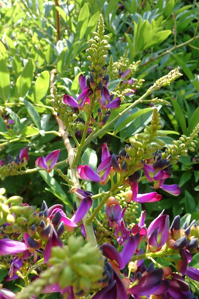 ムラサキナツフジ（マメ科） | 見ごろの植物