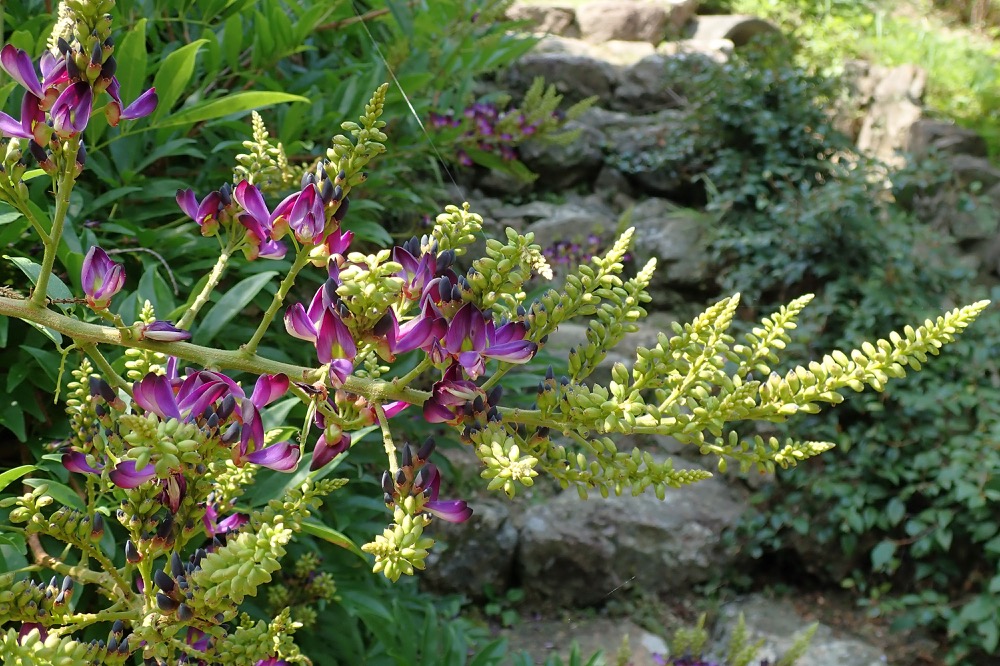 ムラサキナツフジ（マメ科） | 見ごろの植物