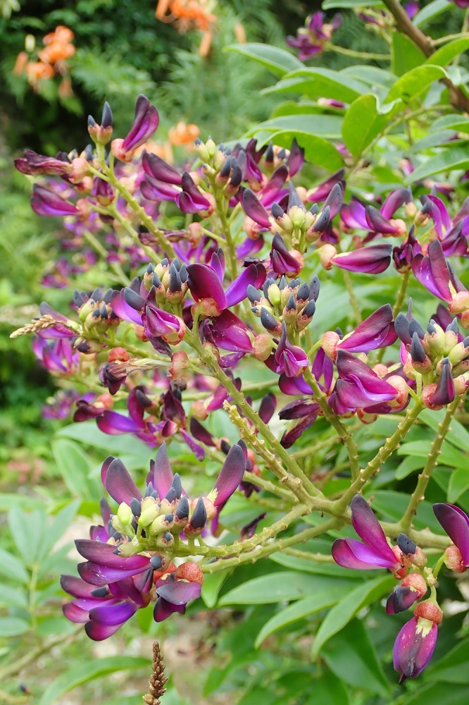 ムラサキナツフジ（マメ科） | 見ごろの植物