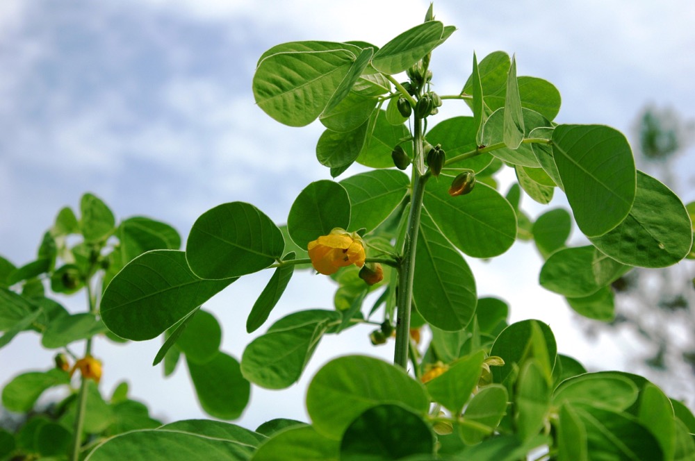 【8/1】見ごろの植物（ミソハギ、ハブソウ、エビスグサ）を更新しました | 見ごろの植物